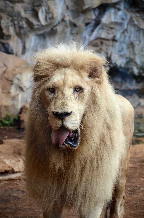 Old White Lion in the Jungle Park in Tenerife, Spain Stock Image ...