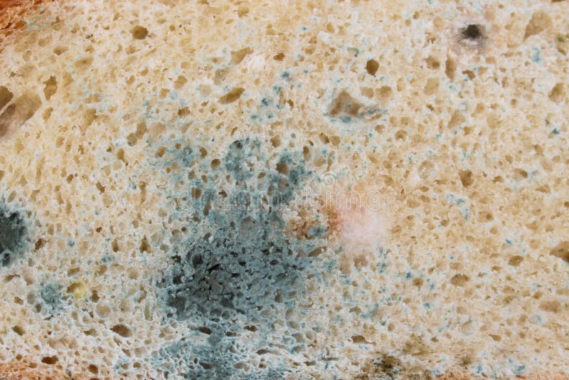 The Old White Mold on the Bread. Spoiled Food. Mold on Food. Stock ...