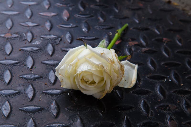 Old White Rose on the Black Diamond Plate Steel Stock Image - Image of ...