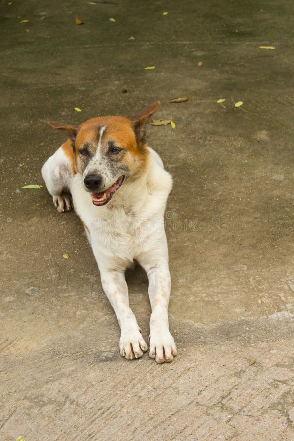 Old White Thai Stray Dog Pet Stock Photo - Image of face, head: 246745862