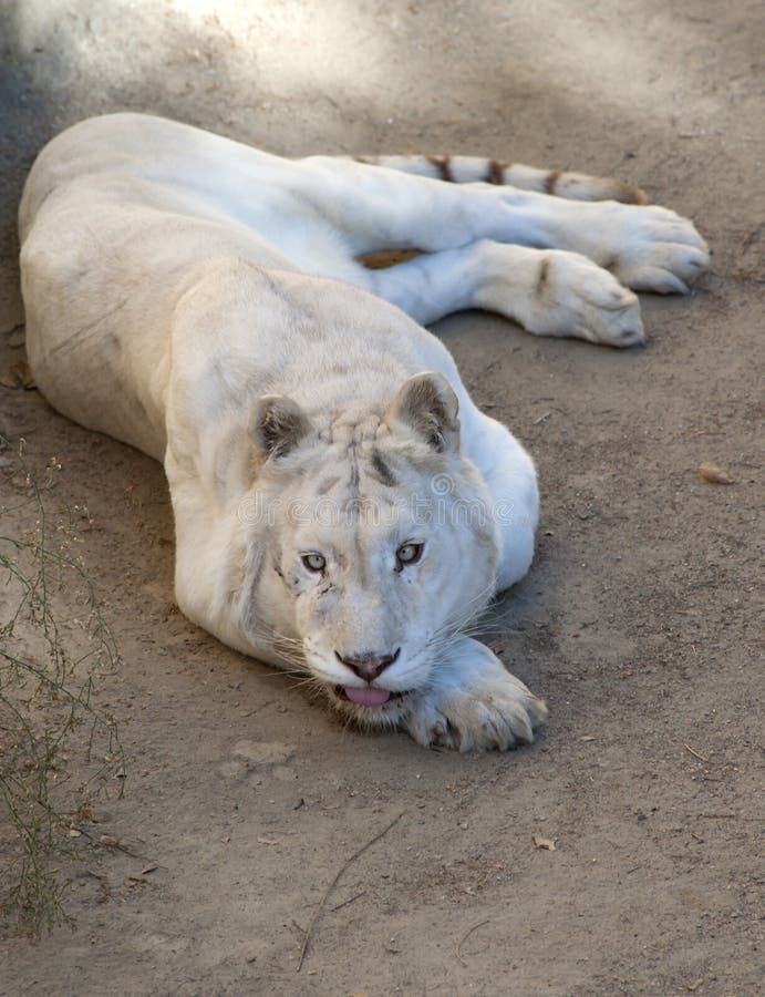 Old White Tiger stock image. Image of lying, family, dangerous - 21603321