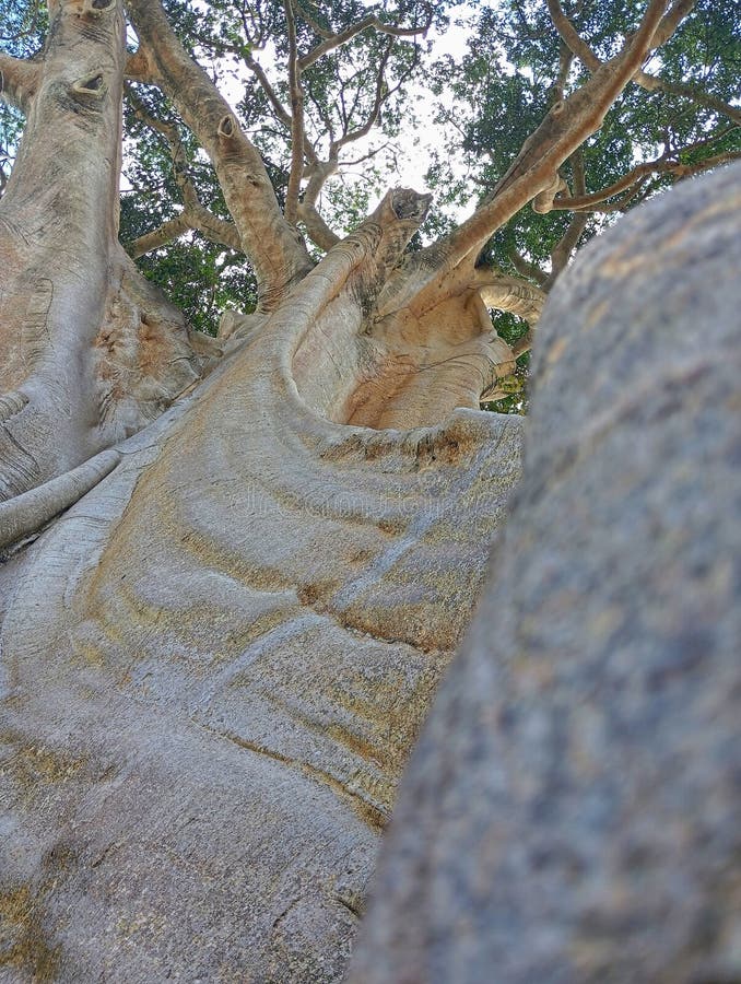 Old White Tree with Beautiful Bark Texture in the Park Stock Photo ...