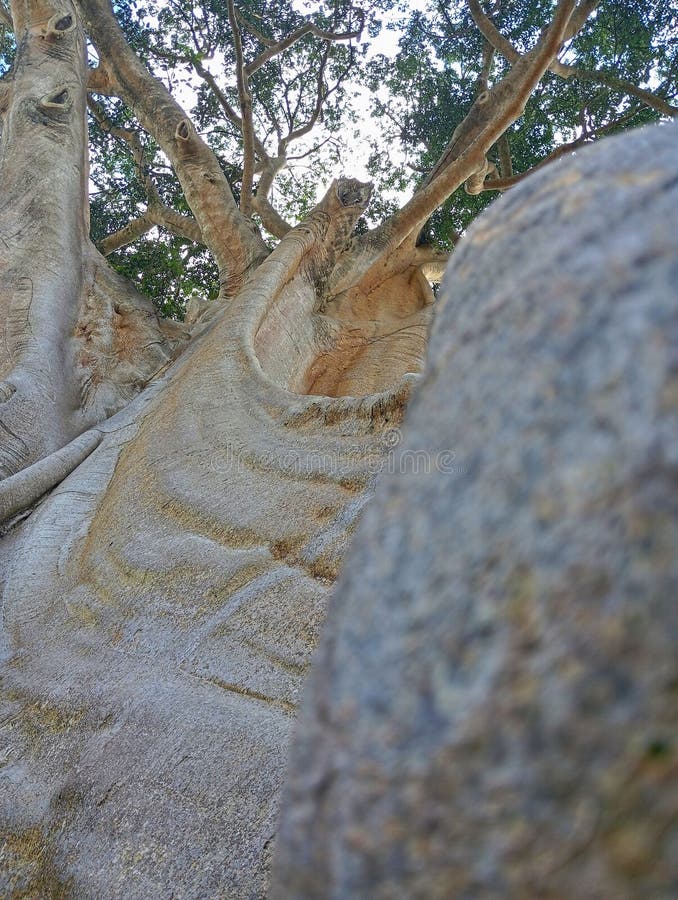 Old White Tree with Beautiful Bark Texture in the Park Stock Photo ...