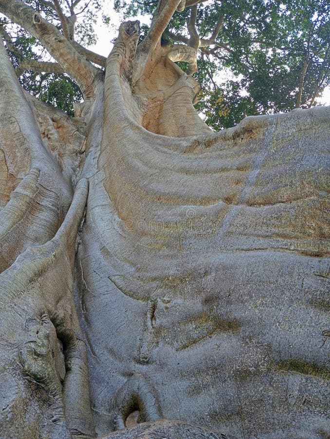 Old White Tree with Beautiful Bark Texture in the Park Stock Image ...