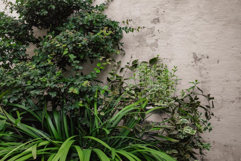 Old and White Wall Texture and Plants Stock Photo - Image of nature ...