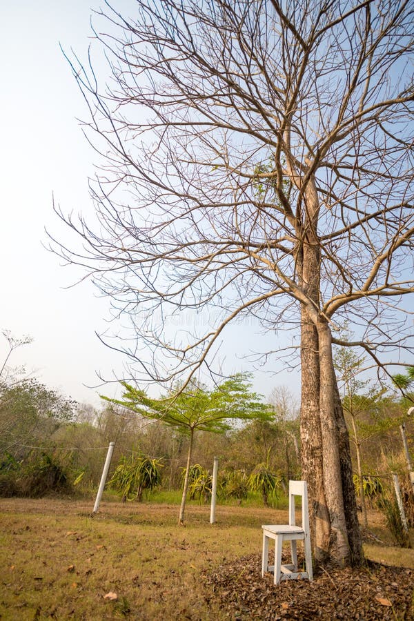 Old White Wooden Chair Under the Tree Stock Photo - Image of woody ...