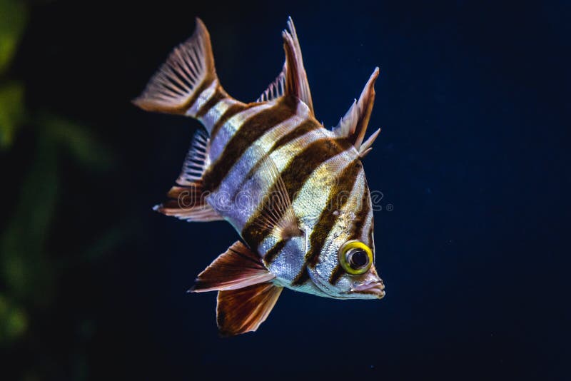 140 Old Wife Fish Stock Photos - Free & Royalty-Free Stock Photos from ...