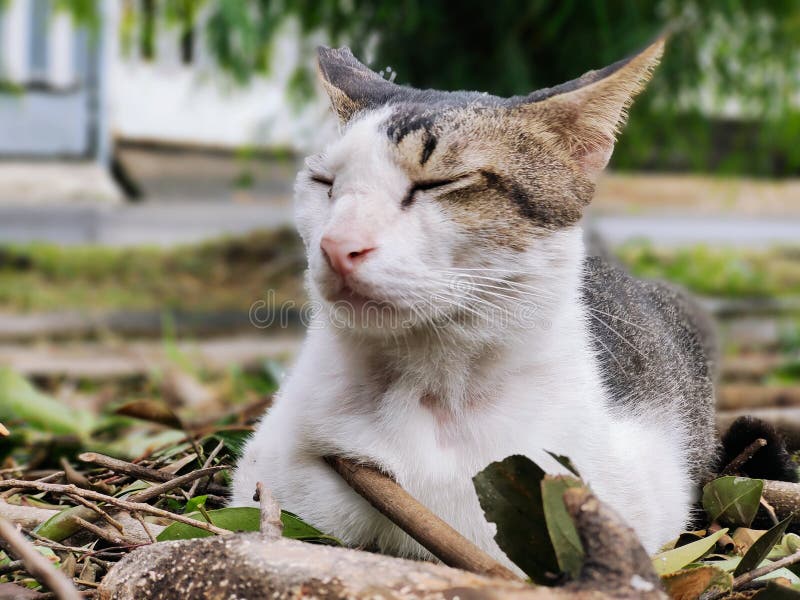 An Old Wild Cat Feel Lonely and Look Sad Stock Photo - Image of nature ...