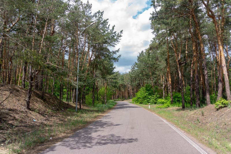 Wild Road Goes Across the Forest Stock Photo - Image of nature, wild ...