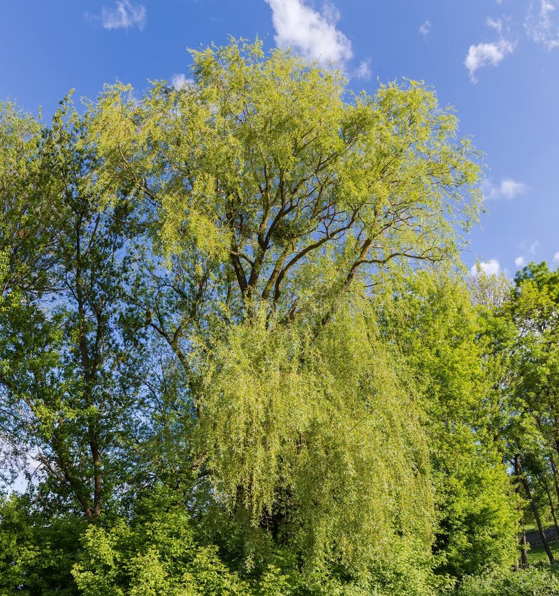 Old Willow among the Other Trees in Spring Sunny Evening Stock Image ...
