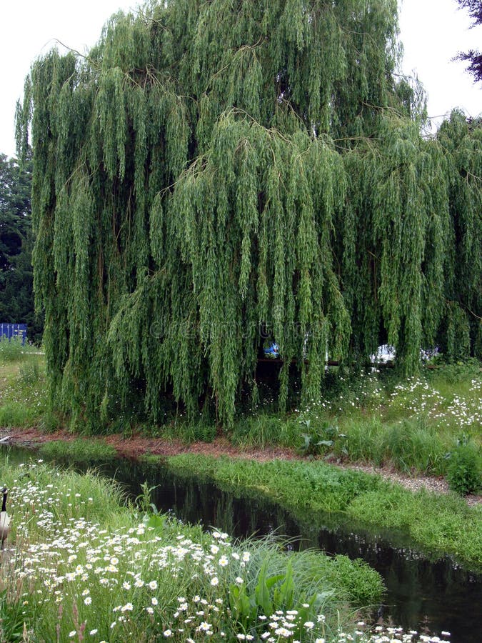 Old Willow by the River stock image. Image of oldwillow - 248925409
