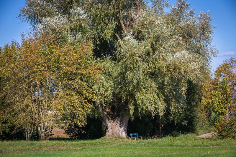 Old willow tree with bench stock photo. Image of plant - 230806322