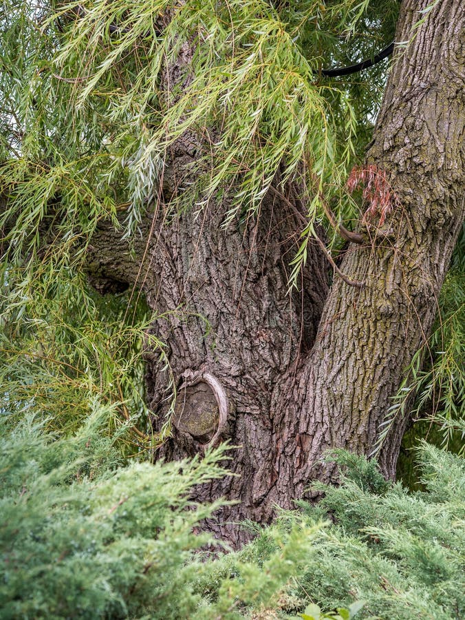 Old Gnarled Willow Tree by a Pond Stock Image - Image of ancient ...