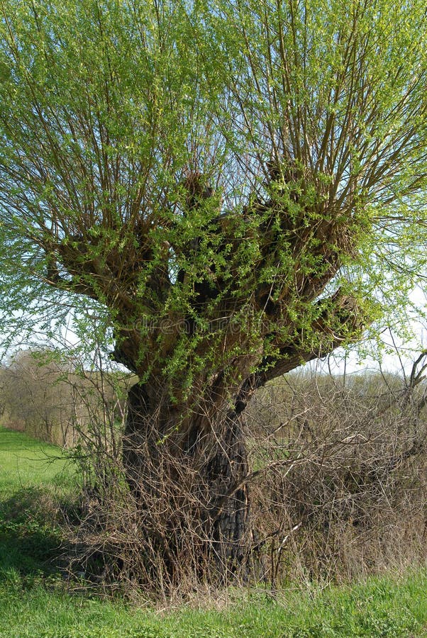 Old willow stock photo. Image of view, idyllic, petal - 48070666