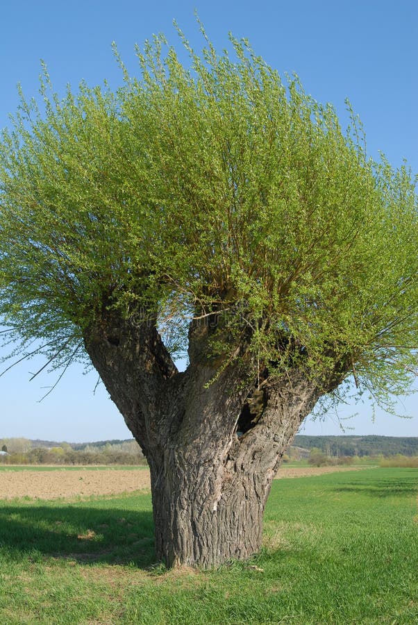 Old willow stock image. Image of botanic, petal, season - 57455649