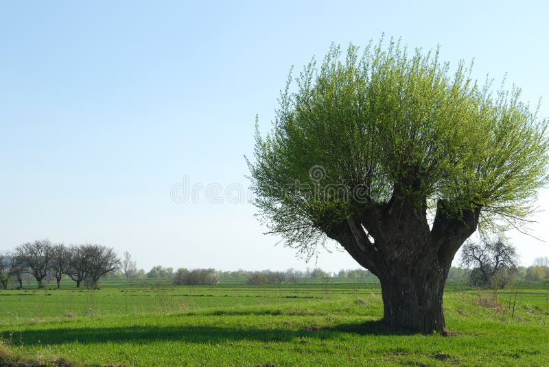 Old willow stock photo. Image of scenery, nature, flora - 57456158
