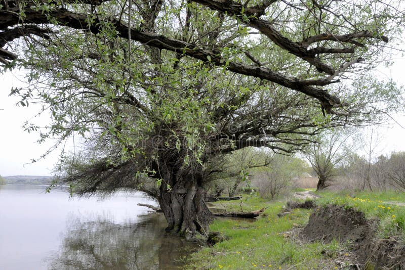 Old Willow Tree Growing by the River Stock Image - Image of summer ...