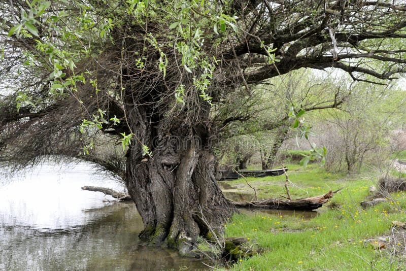 Old Willow Tree Growing by the River Stock Image - Image of summer ...
