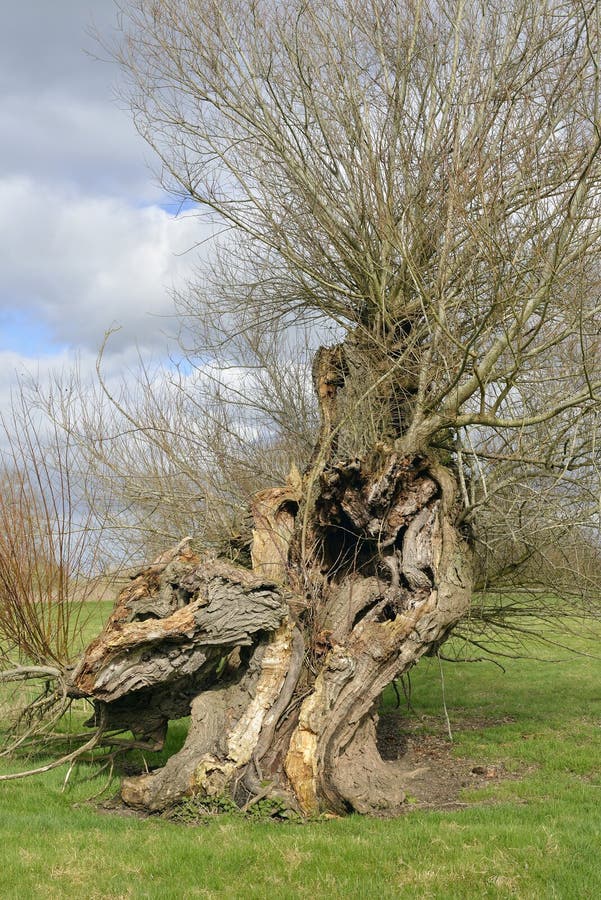 Old Willow Tree stock photo. Image of grassland, tree - 92209174