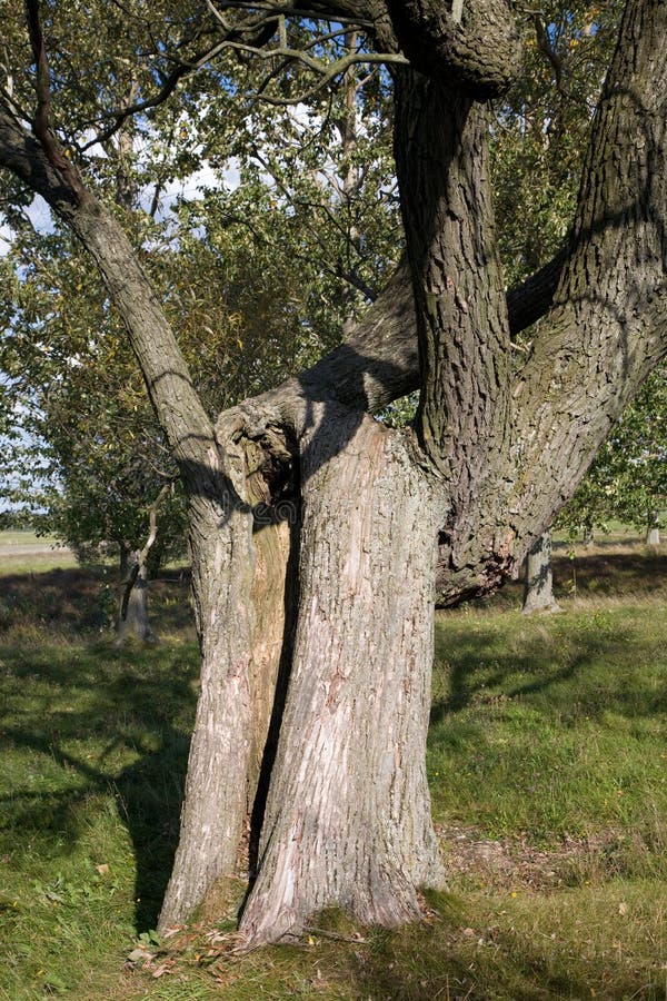 Old Willow tree trunk stock photo. Image of species, poland - 72868328