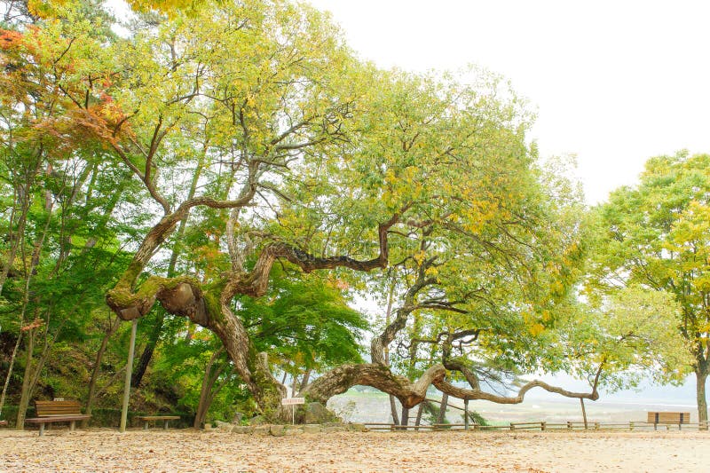 Old willow tree stock photo. Image of beautiful, fall - 51289288