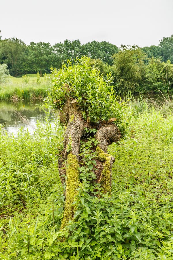 Old Willow Trees are Apart from Typical Dutch Landscape Elements Also ...