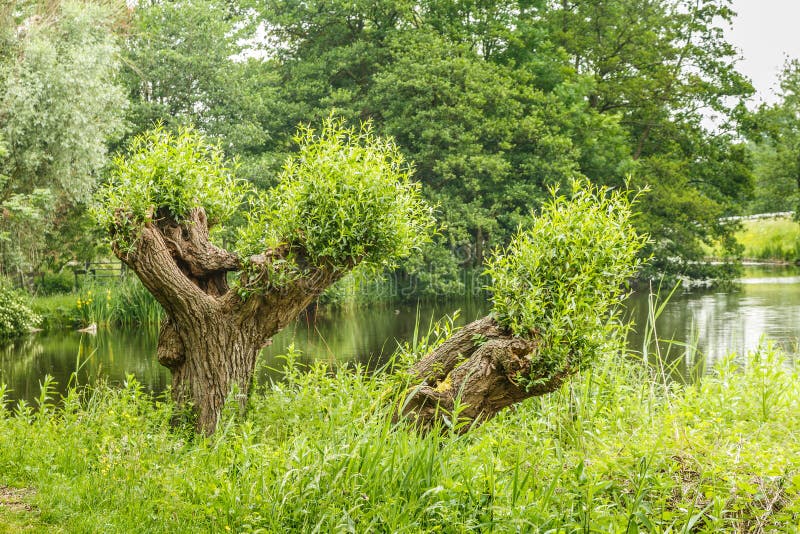Old Willow Trees are Apart from Typical Dutch Landscape Elements Stock ...