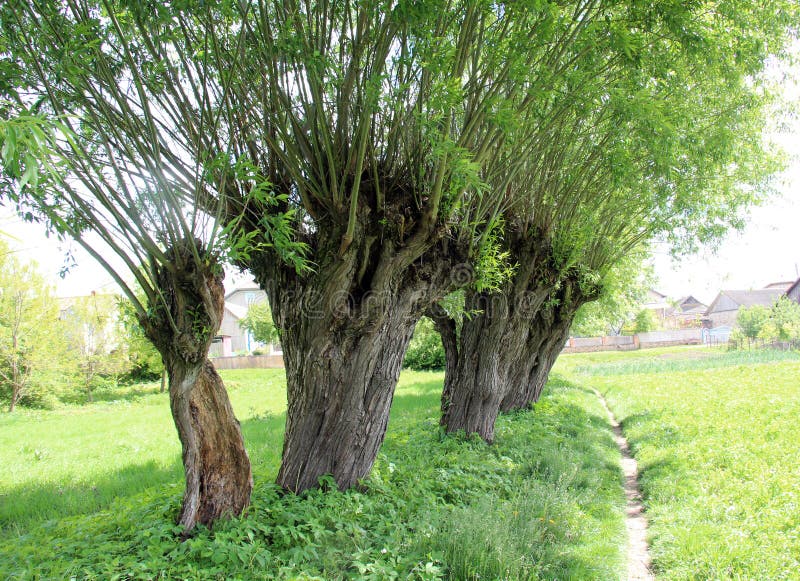 Old Willow Trees in a Rural Landscape Stock Image - Image of beautiful ...
