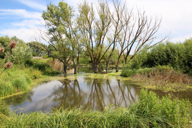 Old Willow Trees in a Rural Landscape Stock Photo - Image of garden ...