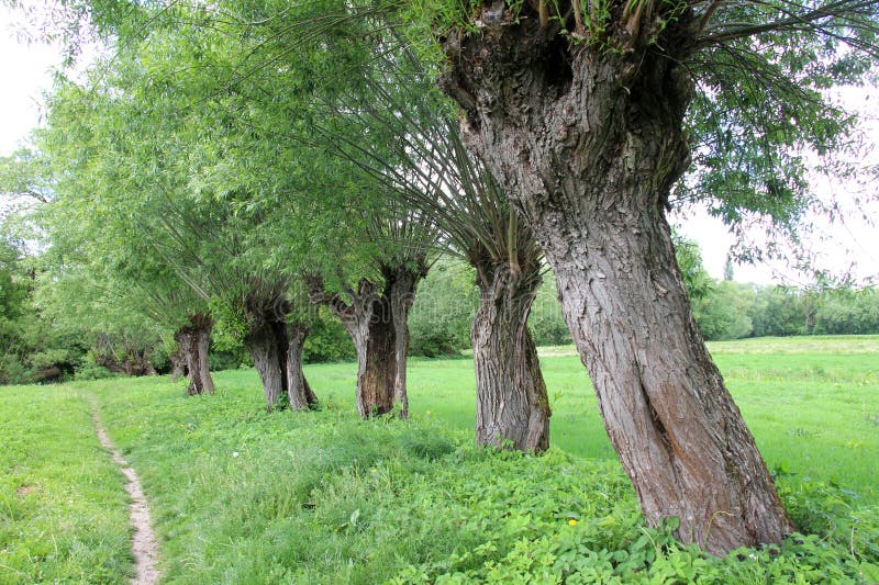 Old Willow Trees in a Rural Landscape Stock Image - Image of deciduous ...