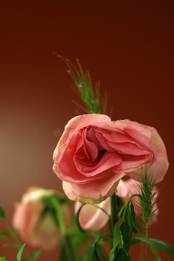 Old Wilted Pink Rose stock image. Image of forgotten, withered - 2436669