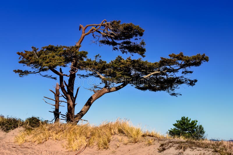 Old Wind Blown Coastal Tree Stock Image - Image of wind, late: 198078935