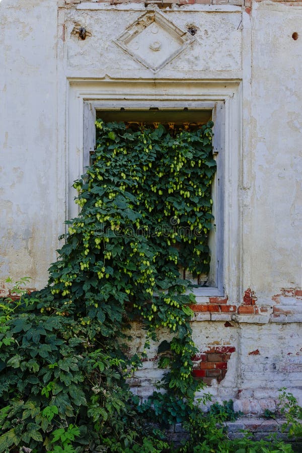Old Window of Abandoned Building Overgrown by Hop Stock Photo - Image ...