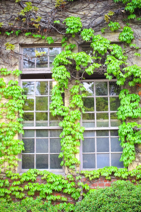 Ivy surrounding window. stock photo. Image of icon, outdoors - 6392792