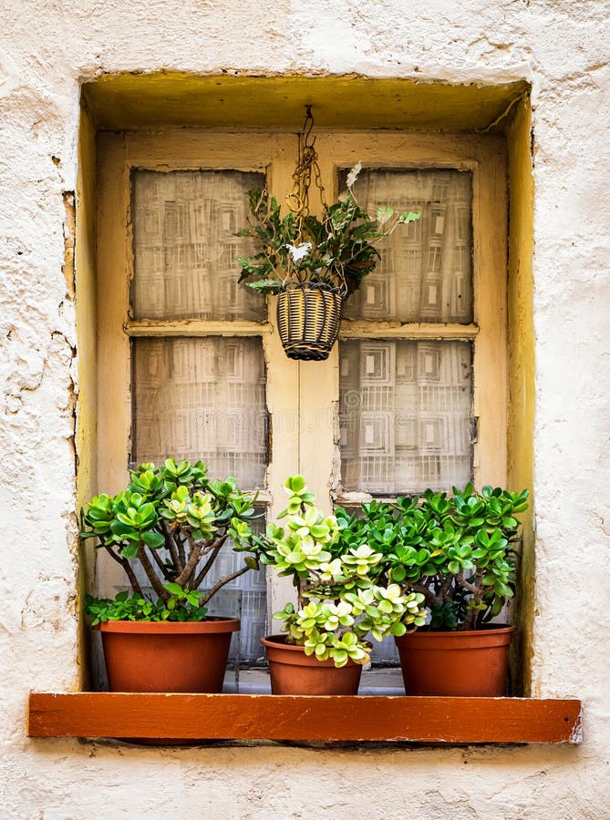 Old window and flowers stock image. Image of sunlight - 50307219