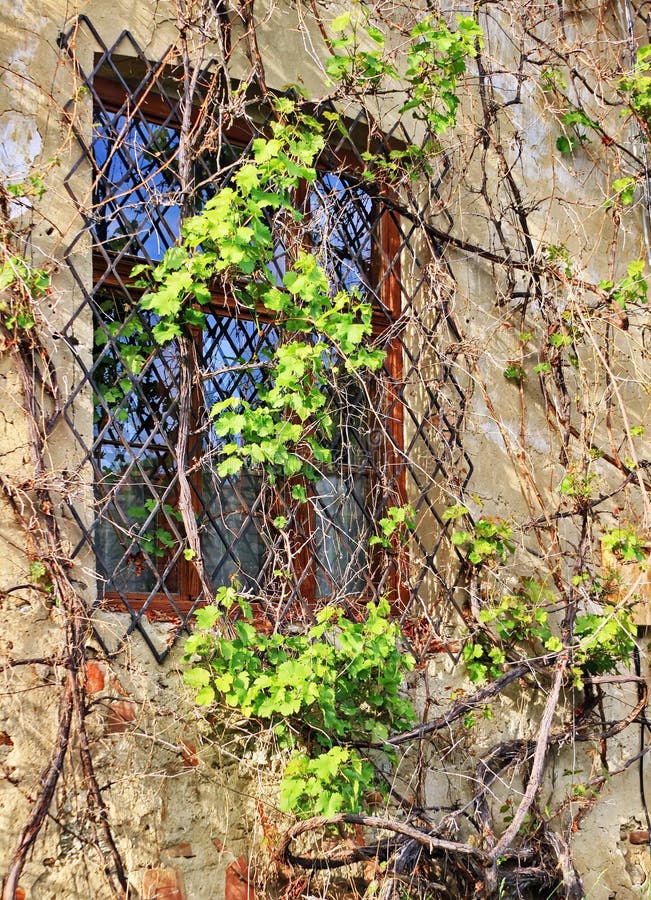 Old window with ivy stock photo. Image of glass, landscaping - 64889526