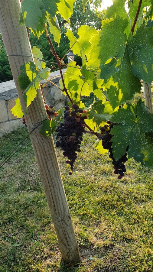 Old Wine Wine Cellar Grape Wine Wine Tastings Sommelier Winery Champain ...