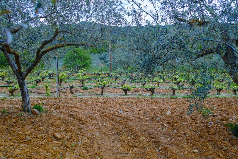 Old Wine Grape Plants in Rows in Vineyard and Olive Tree Grove in ...