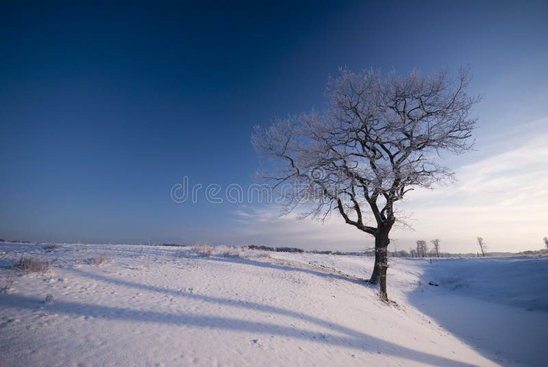 Old winter tree landscape stock photo. Image of branch - 17585740