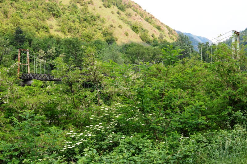 Old wire bridge stock image. Image of green, nature - 116114277
