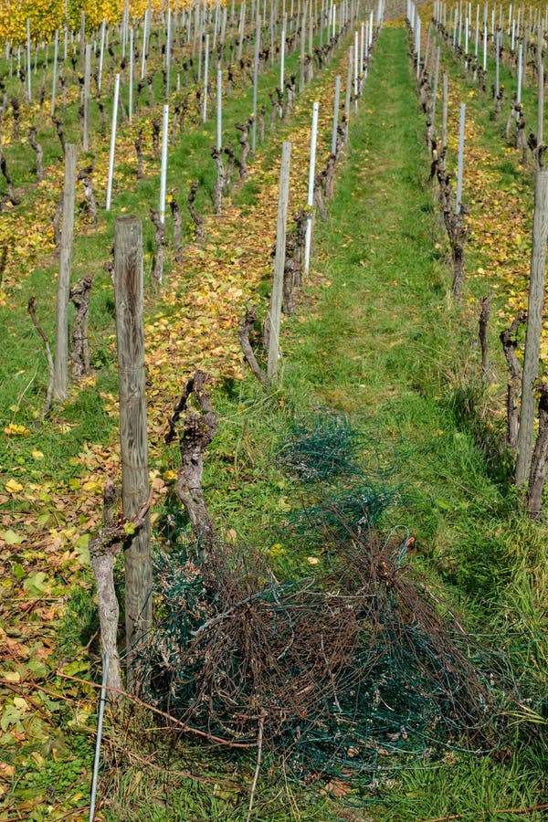 Old wire in a vineyard stock photo. Image of winegrower - 176658444