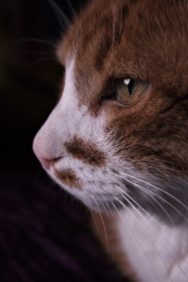 The old and wise cat stock image. Image of eyed, eyes - 108884397