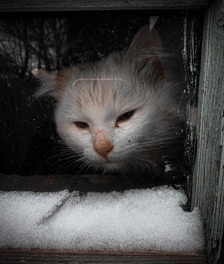 The old and wise cat stock image. Image of pink, wise - 108884397