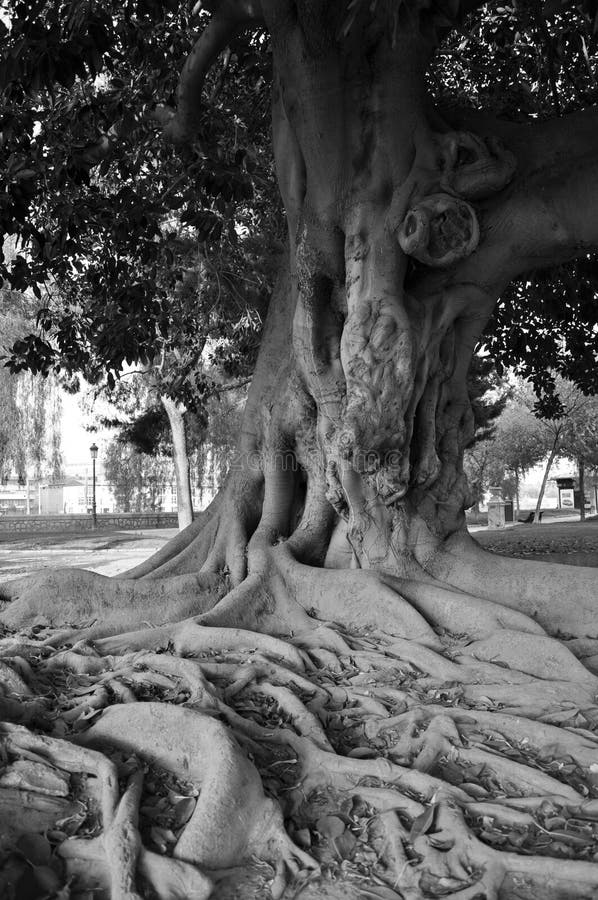 Old wise tree stock photo. Image of ciry, europe, tree - 42645378