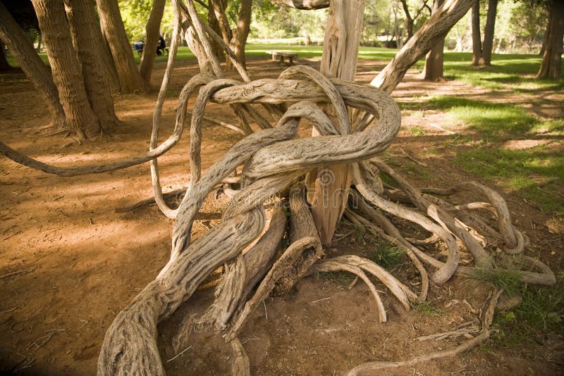 Old Wisteria vine stock photo. Image of knots, park, curve - 3448740