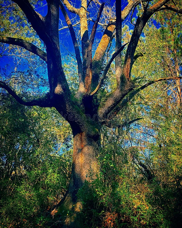 Witch Tree or Little Cedar Spirit Tree Stock Photo - Image of cedar ...