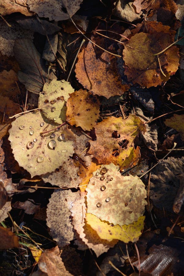 Old Withered Autumn Foliage Close Up Stock Photo - Image of detail ...