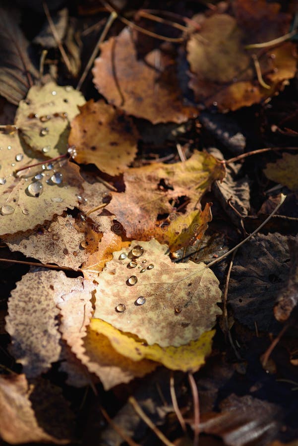Old Withered Autumn Foliage Close Up Stock Photo - Image of drops ...