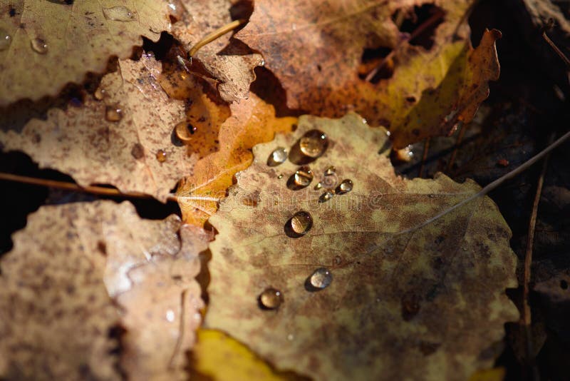 Old Withered Autumn Foliage Close Up Stock Photo - Image of joyful ...