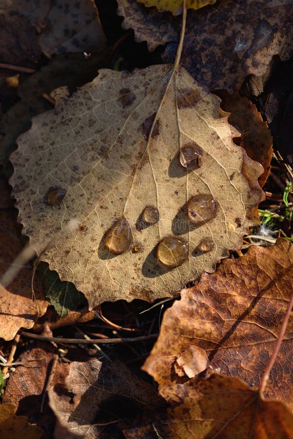 Old Withered Autumn Foliage Close Up Stock Image - Image of natural ...